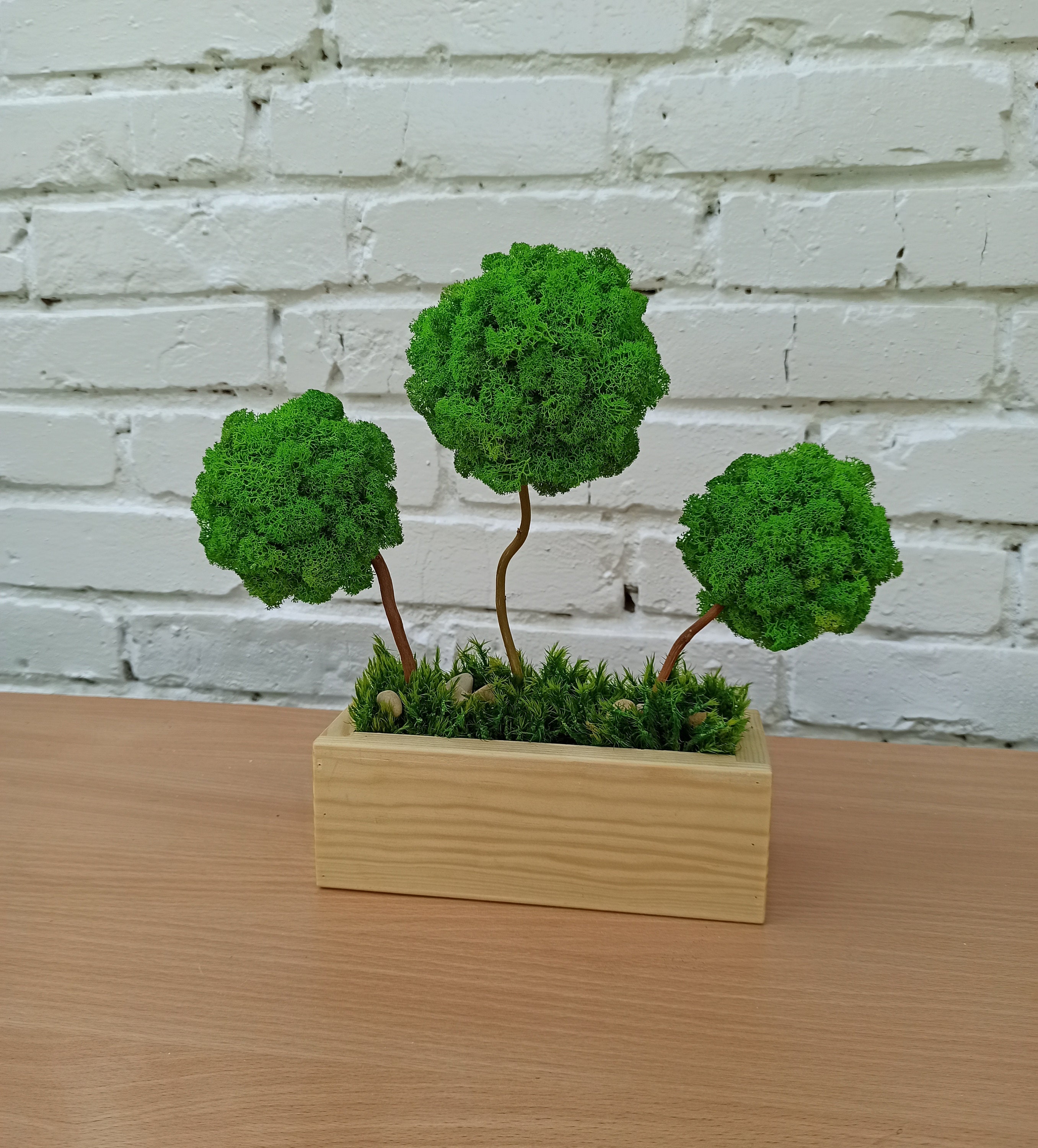 Real Moss Decor Moss Topiary in Wood Planter Moss Tree - Etsy