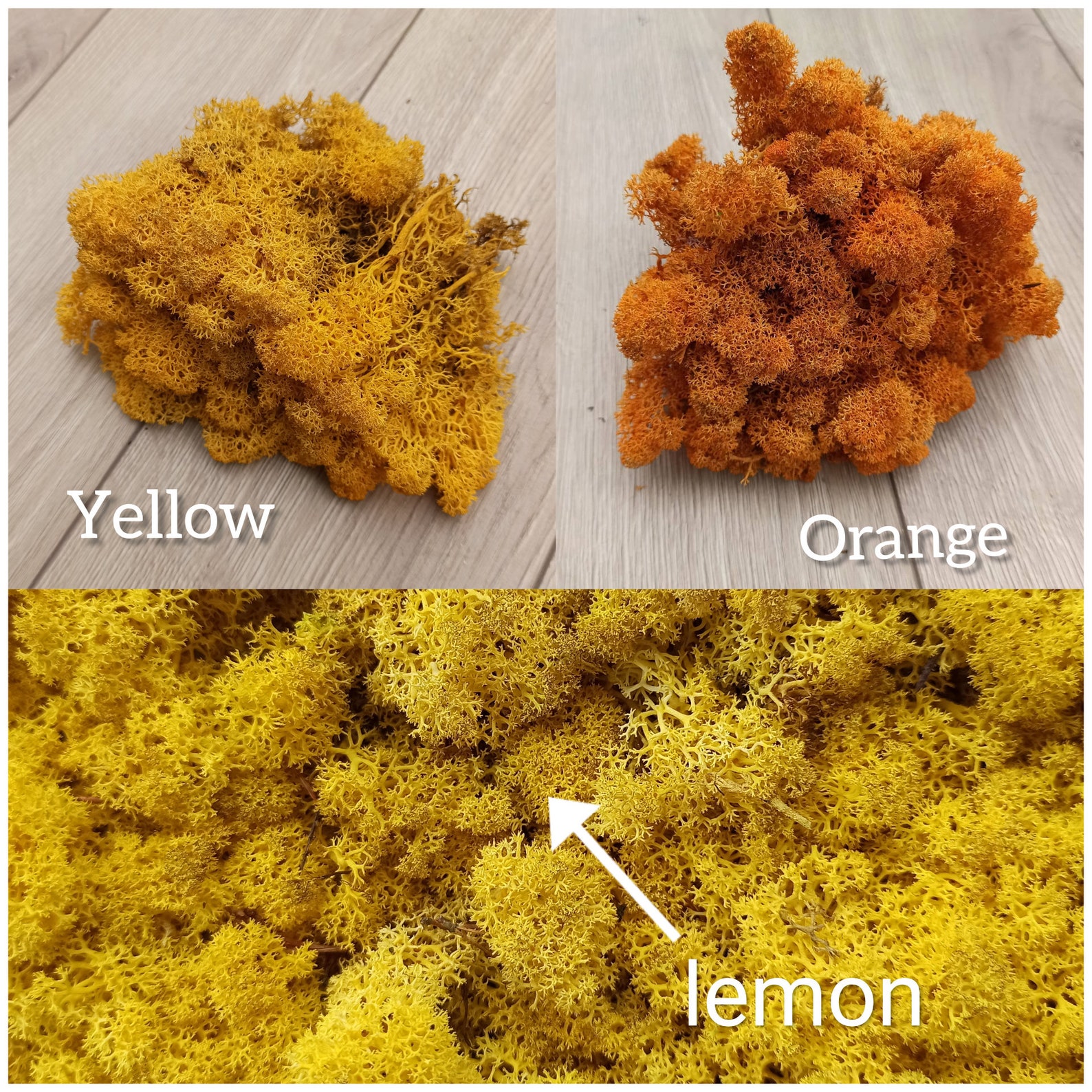 Moss World Map Preserved Moss Wall Housewarming Gift 5th - Etsy