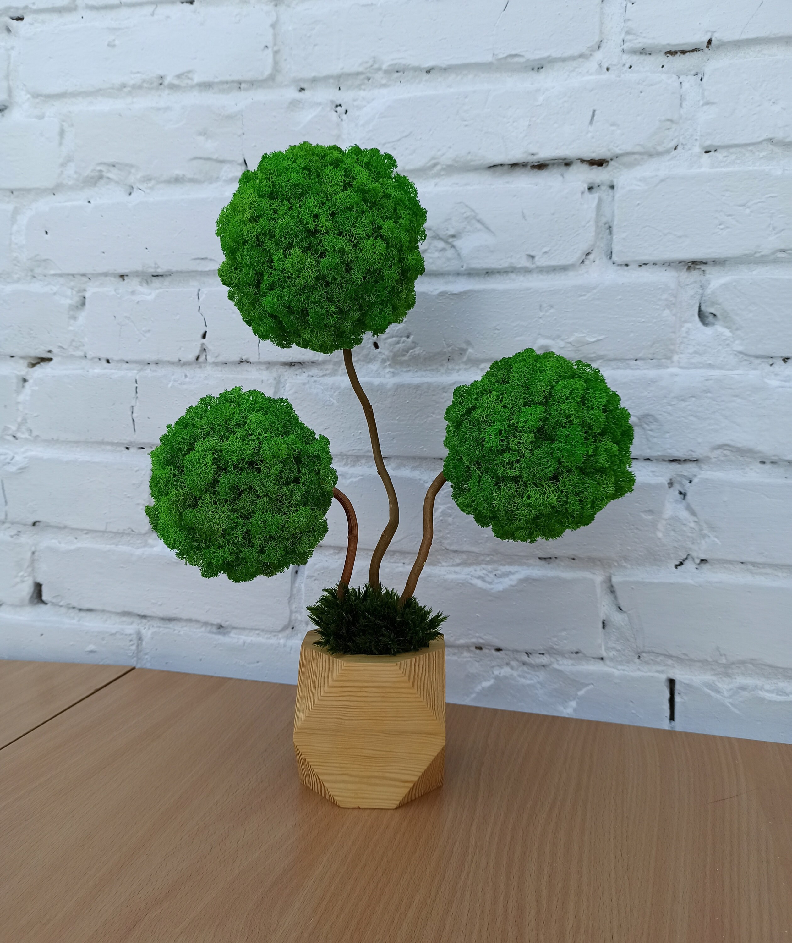 Moss Topiary in Wood Planter Bonsai Tree Moss Eco Happiness - Etsy