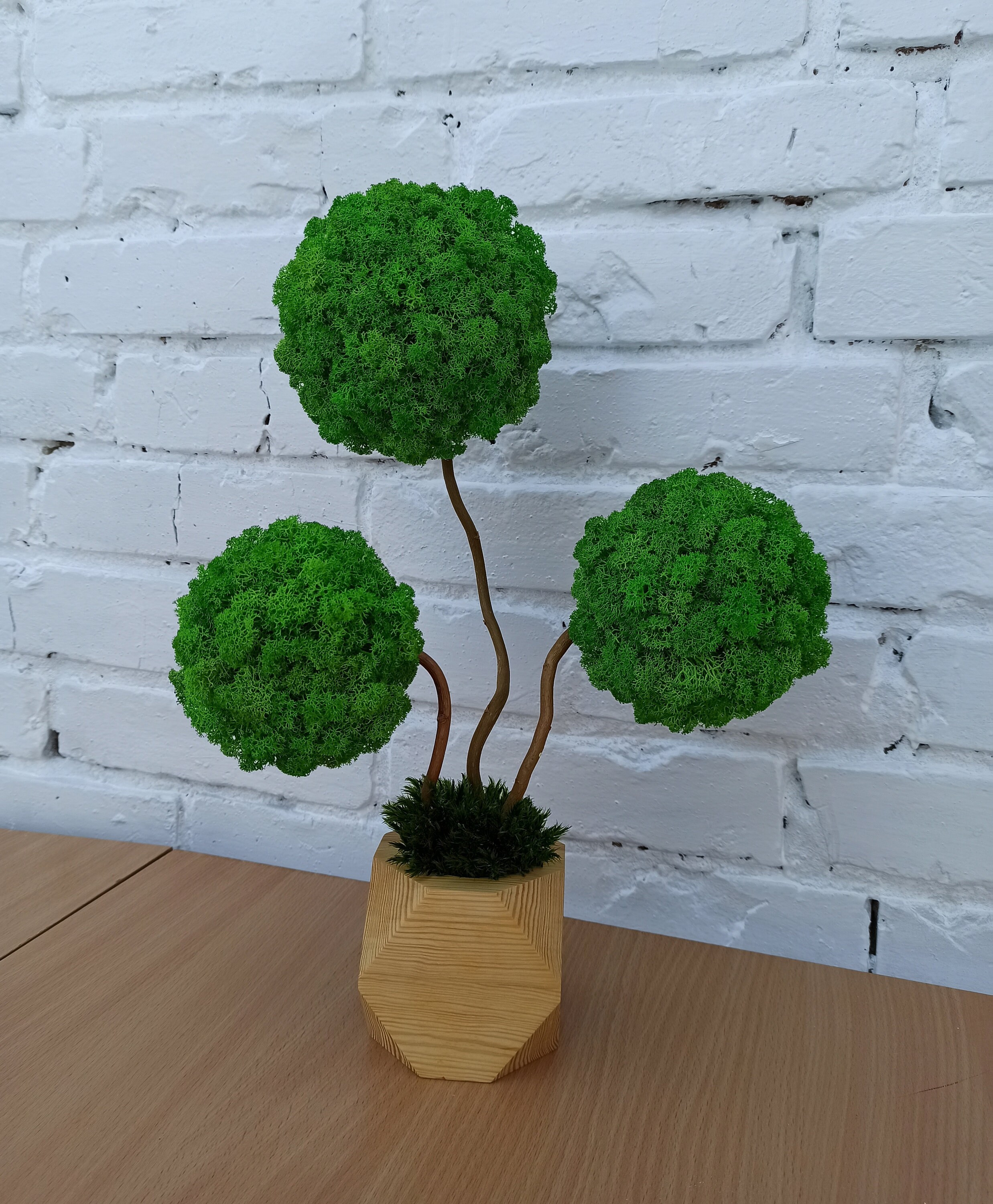 Moss Topiary in wood Planter Bonsai tree Moss eco happiness | Etsy