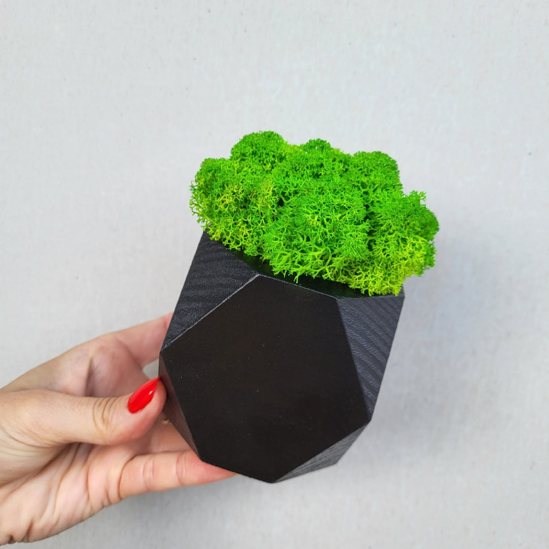 Wooden Pot With Reindeer Moss, Moss Pots, Wood Pots, Moss in a Pot ...
