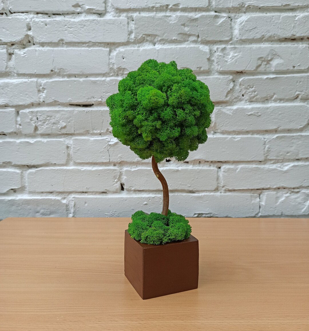Moss Topiary in Chocolate Wood Planter, Bonsai Tree Moss, Eco Happiness ...