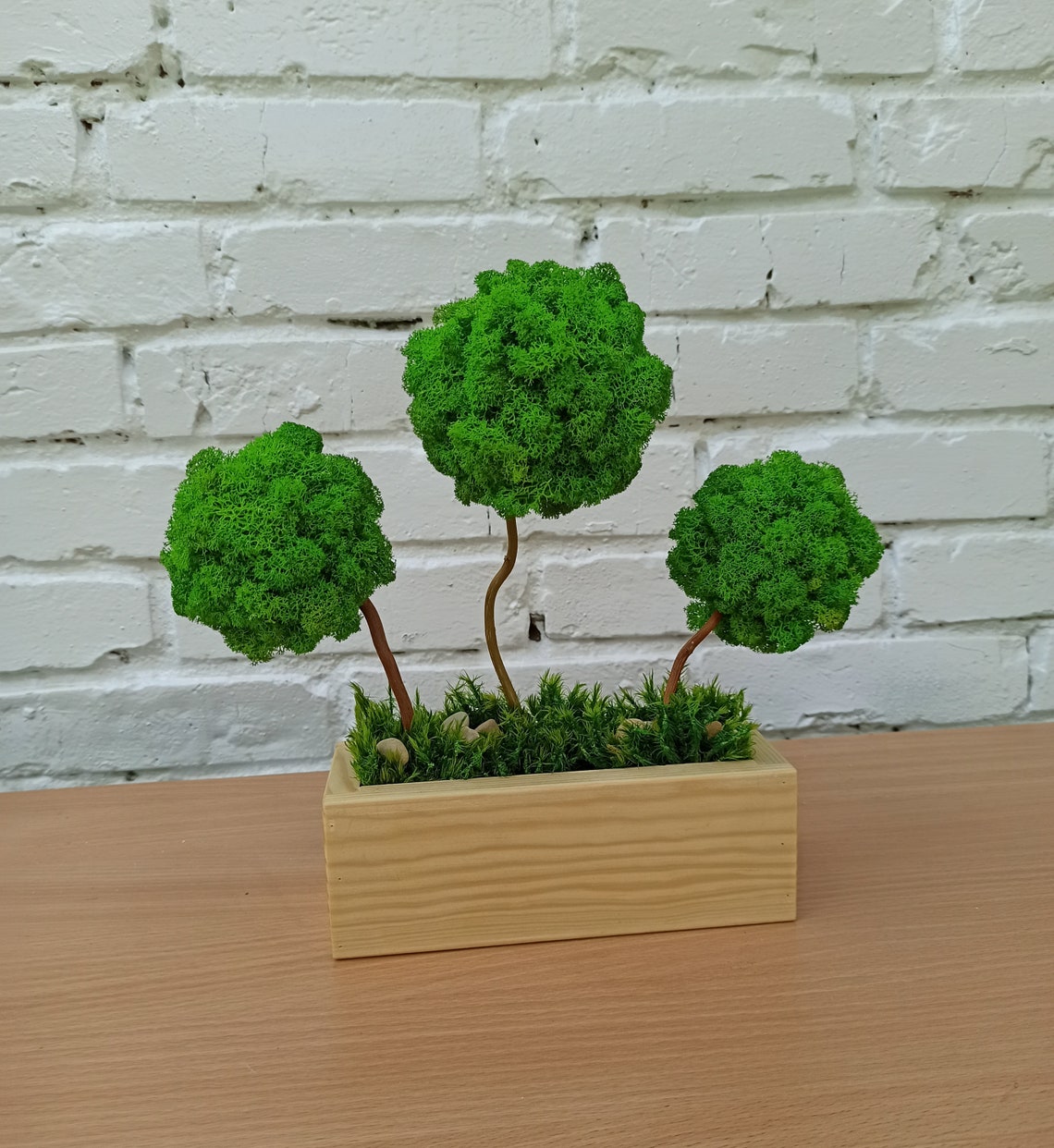 Real Moss Decor Moss Topiary in Wood Planter Moss Tree - Etsy