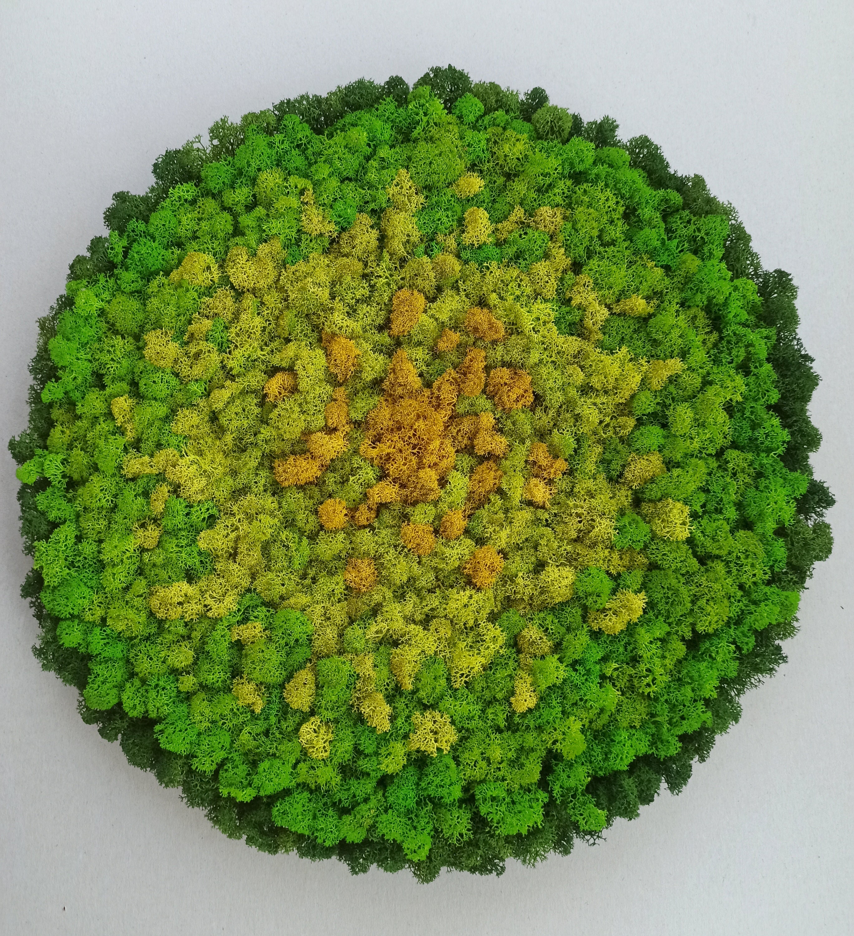 Preserved Moss Art Moss Wall Art Circle Moss Green Moss - Etsy