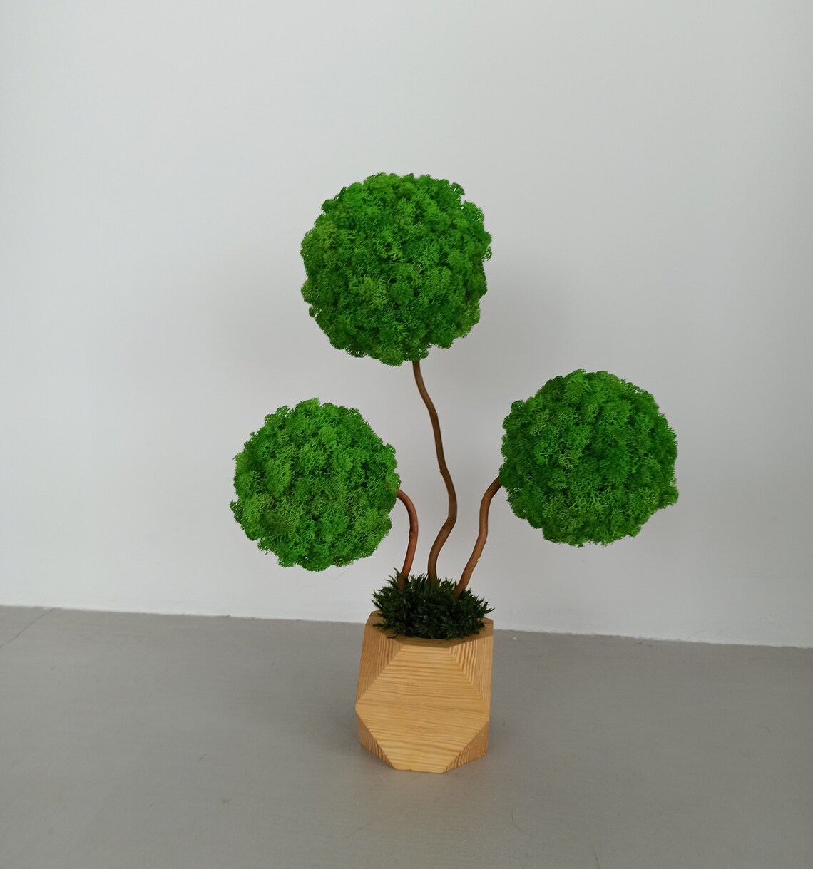 Moss Topiary in Wood Planter Bonsai Tree Moss Eco Happiness - Etsy