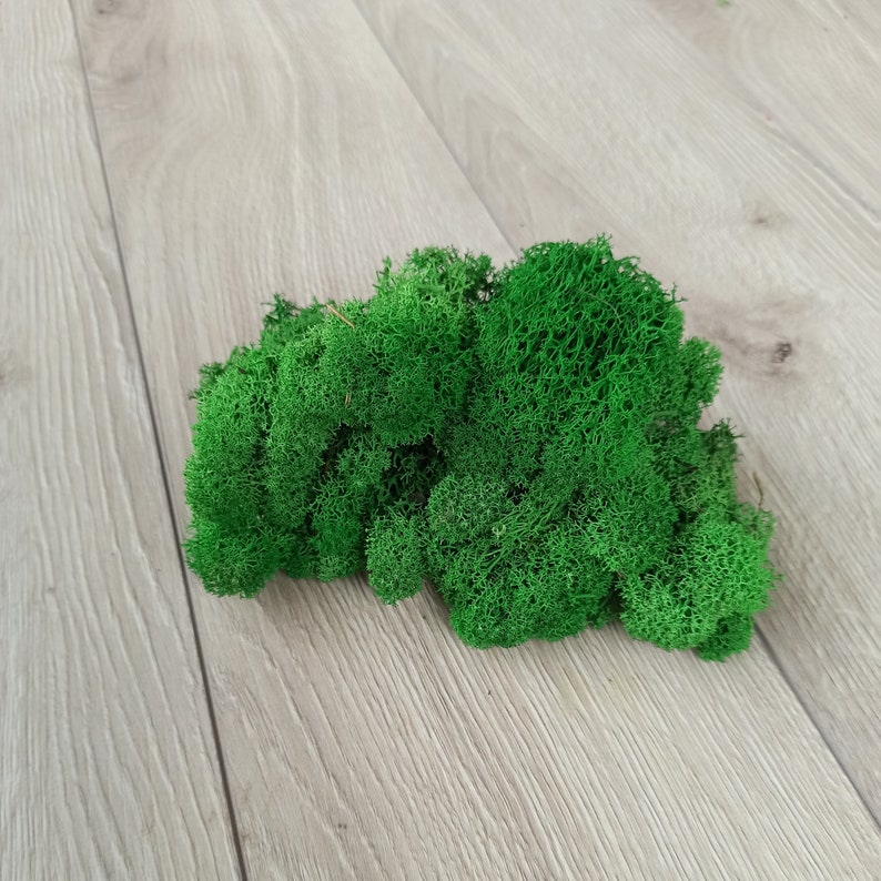 Moss Topiary in White wood Planter Bonsai tree Moss eco | Etsy