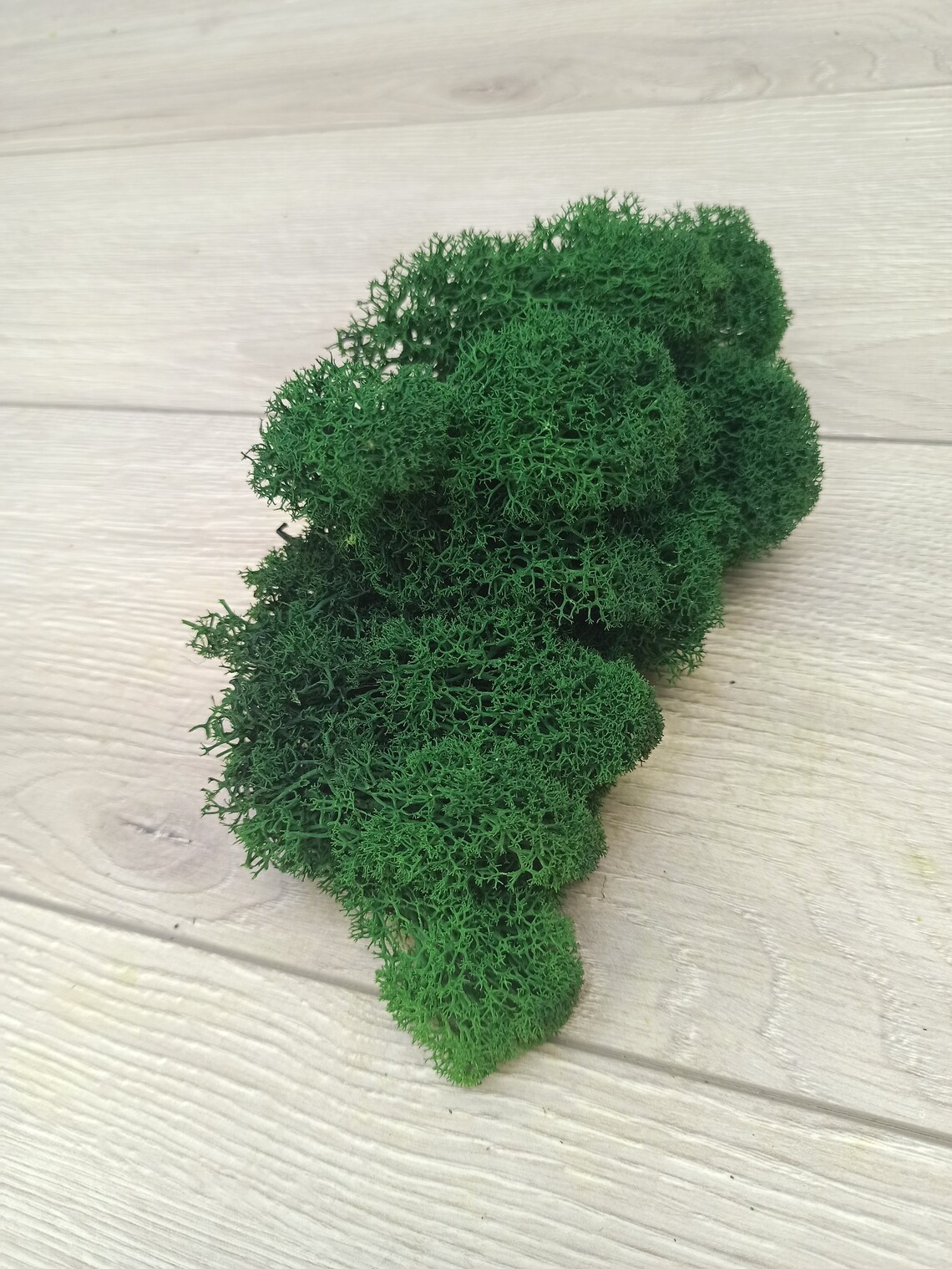 Moss Topiary in White Wood Planter Bonsai Tree Moss Eco - Etsy