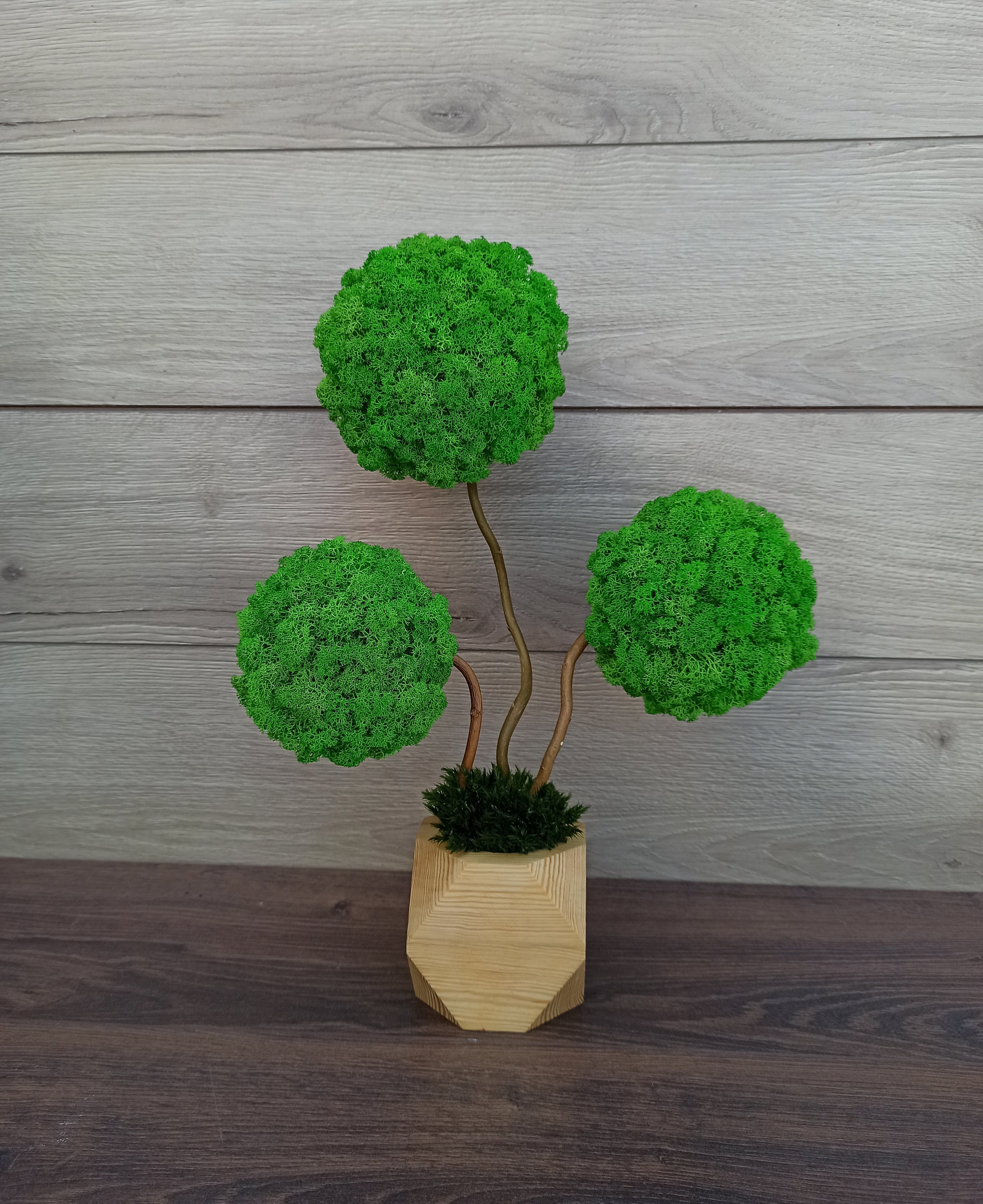 Moss Topiary in Wood Planter Bonsai Tree Moss Eco Happiness - Etsy