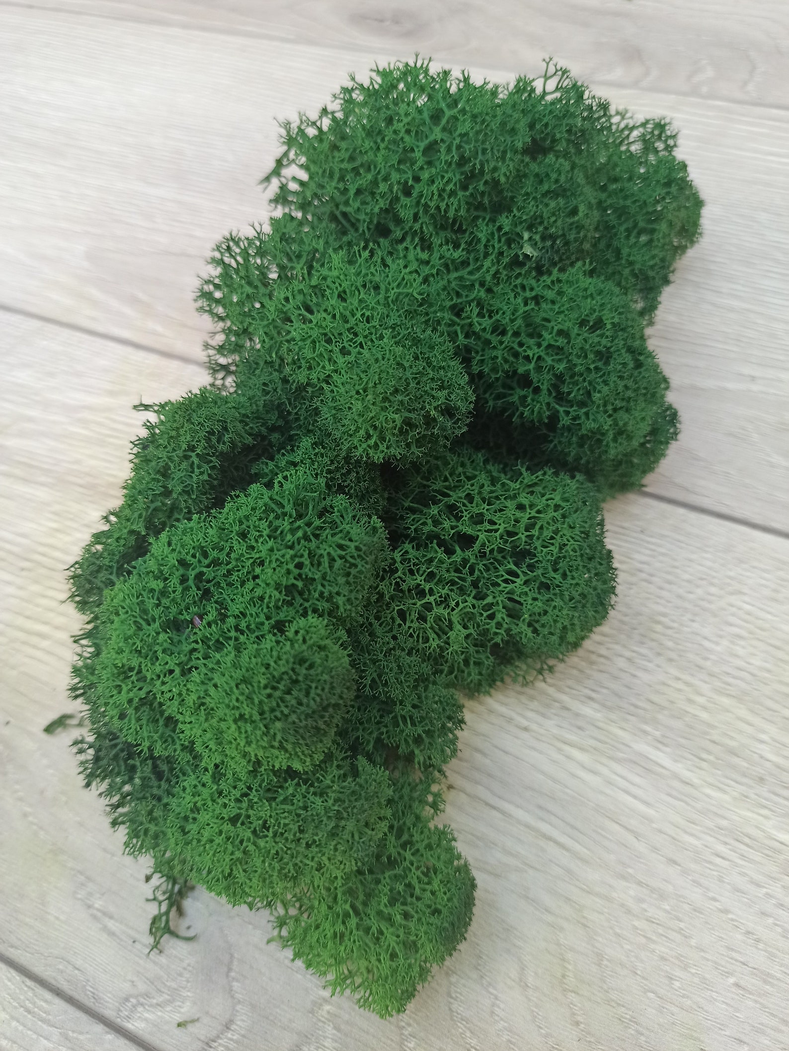 Moss Wall Art Set of 3 Moss Frames Moss Wall Real Moss - Etsy