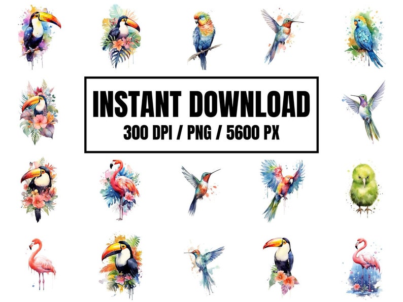 Tropical Birds Clipart Bundle Watercolour Graphics Set Transparent PNG ...