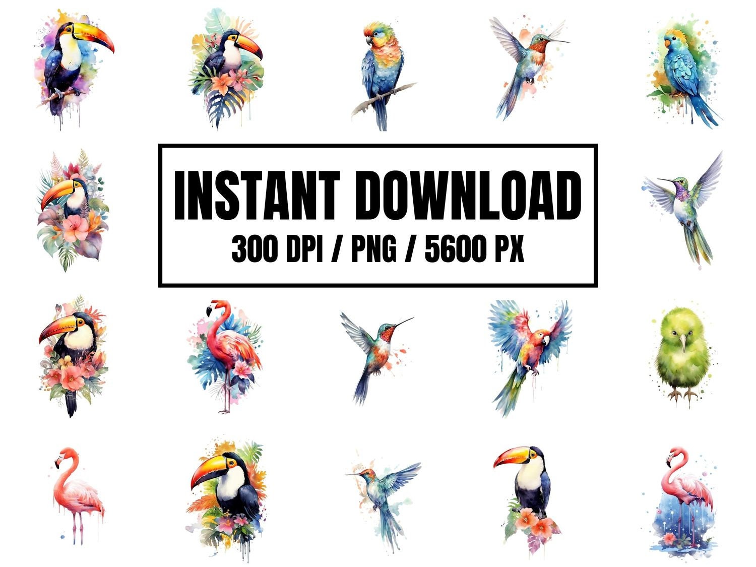Tropical Birds Clipart Bundle Watercolour Graphics Set Transparent PNG ...