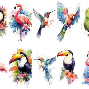 Tropical Birds Clipart Bundle Watercolour Graphics Set Transparent PNG ...