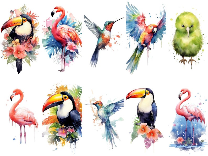 Tropical Birds Clipart Bundle Watercolour Graphics Set - Etsy