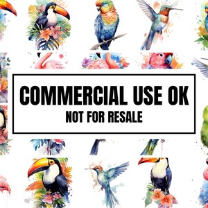 Tropical Birds Clipart Bundle Watercolour Graphics Set Transparent PNG ...