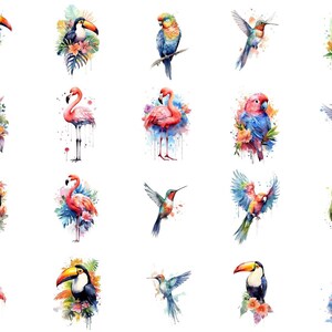 Tropical Birds Clipart Bundle Watercolour Graphics Set Transparent PNG ...