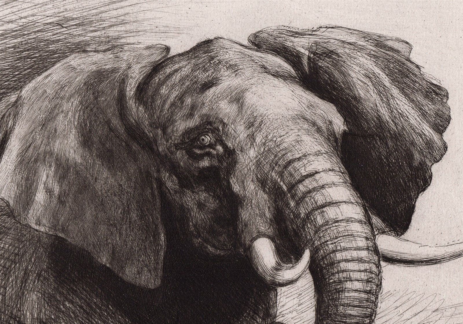 Heywood HARDY ORIGINAL 1800s Etching "head of an African Elephant ...