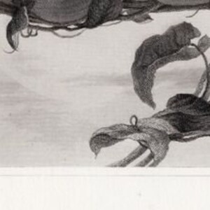 Henry James TOWNSEND 1800s Antique Engraving "ariel" SIGNED Framed COA ...