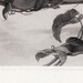 Henry James TOWNSEND 1800s Antique Engraving "ariel" SIGNED Framed COA ...