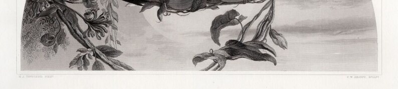 Henry James TOWNSEND 1800s Antique Engraving "ariel" SIGNED Framed COA ...
