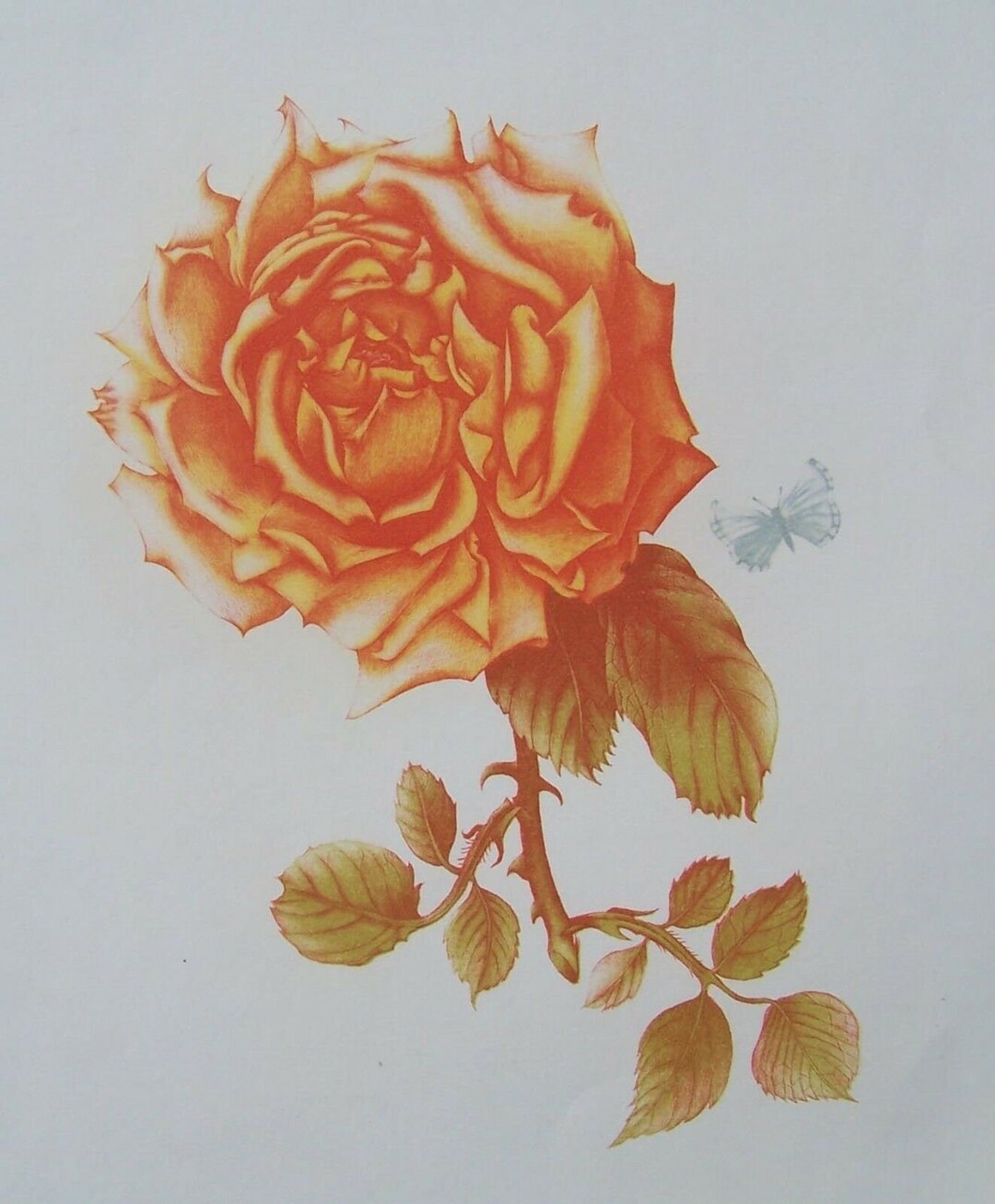 Stunning Original MARTHA PURDY Etching "the Tea Rose" Signed COA - Etsy