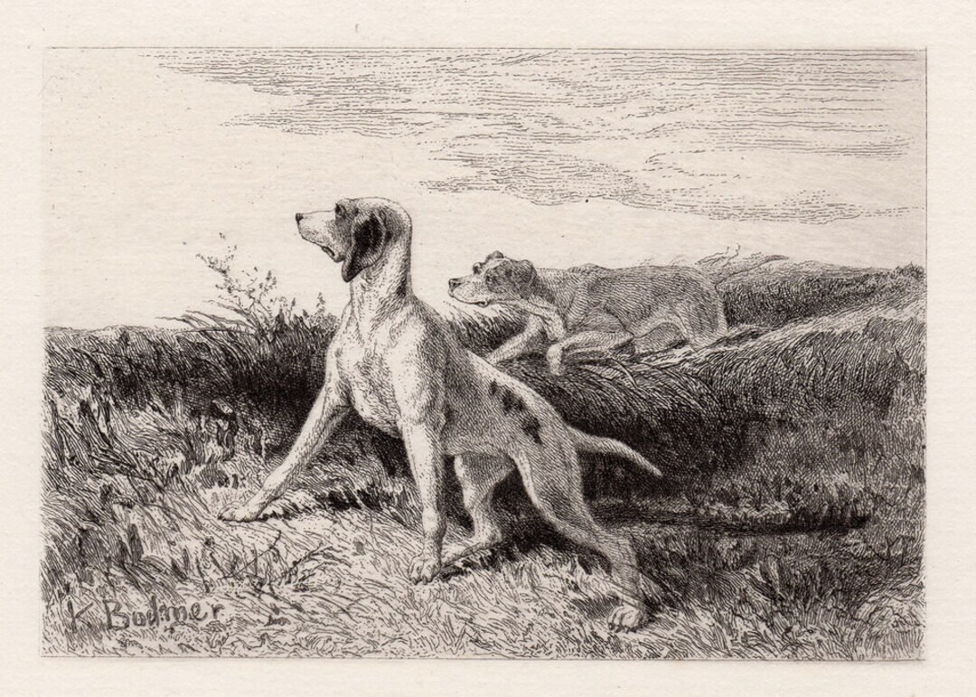 1800s BODMER ORIGINAL Etching "dogs" Gallery Framed COA - Etsy