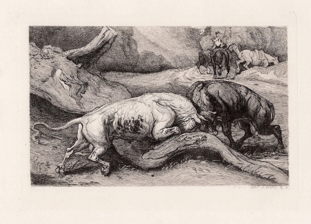 1800s James WARD Etching "bull Fighting" Gallery FRAMED SIGNED Gallery ...