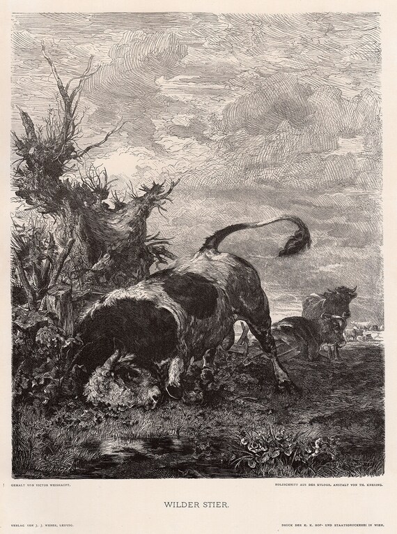 Victor WEISHAUPT 1800s Woodcut wilder Stier - Etsy