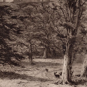 Original Frederick Slocombe 1800s Etching "deer in Windsor Park" Signed ...