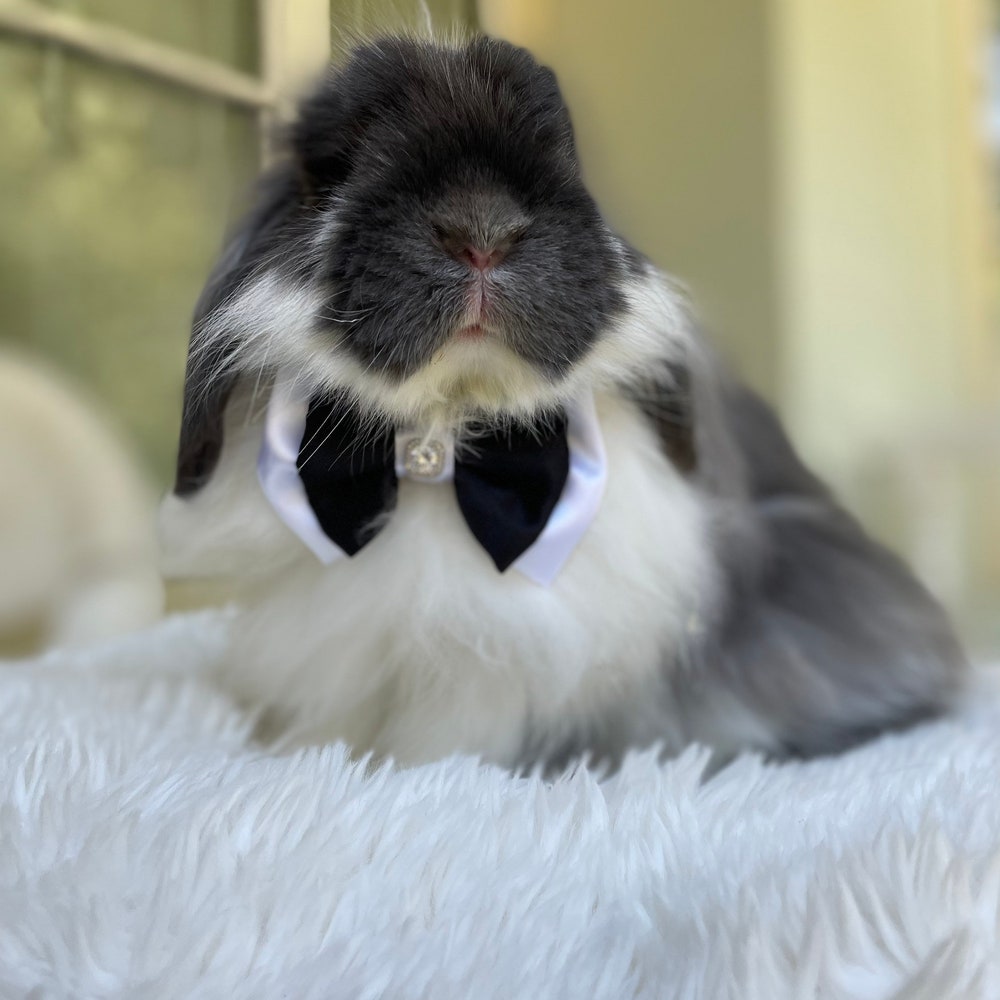 BunnyClubhouse - Etsy