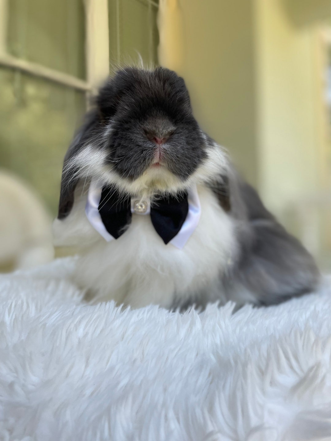 Tuxedo Double Satin Bow With Genuine Lab-created Diamond for Rabbits ...