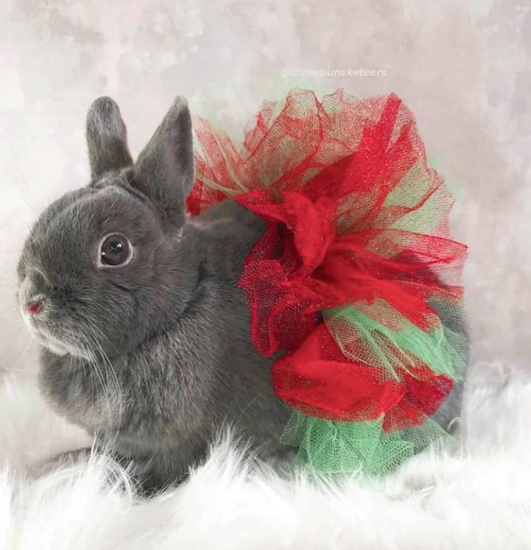Christmas" Pet Tutu for Rabbits, Cats, Small Dogs, Bunny, . Small Pet ...