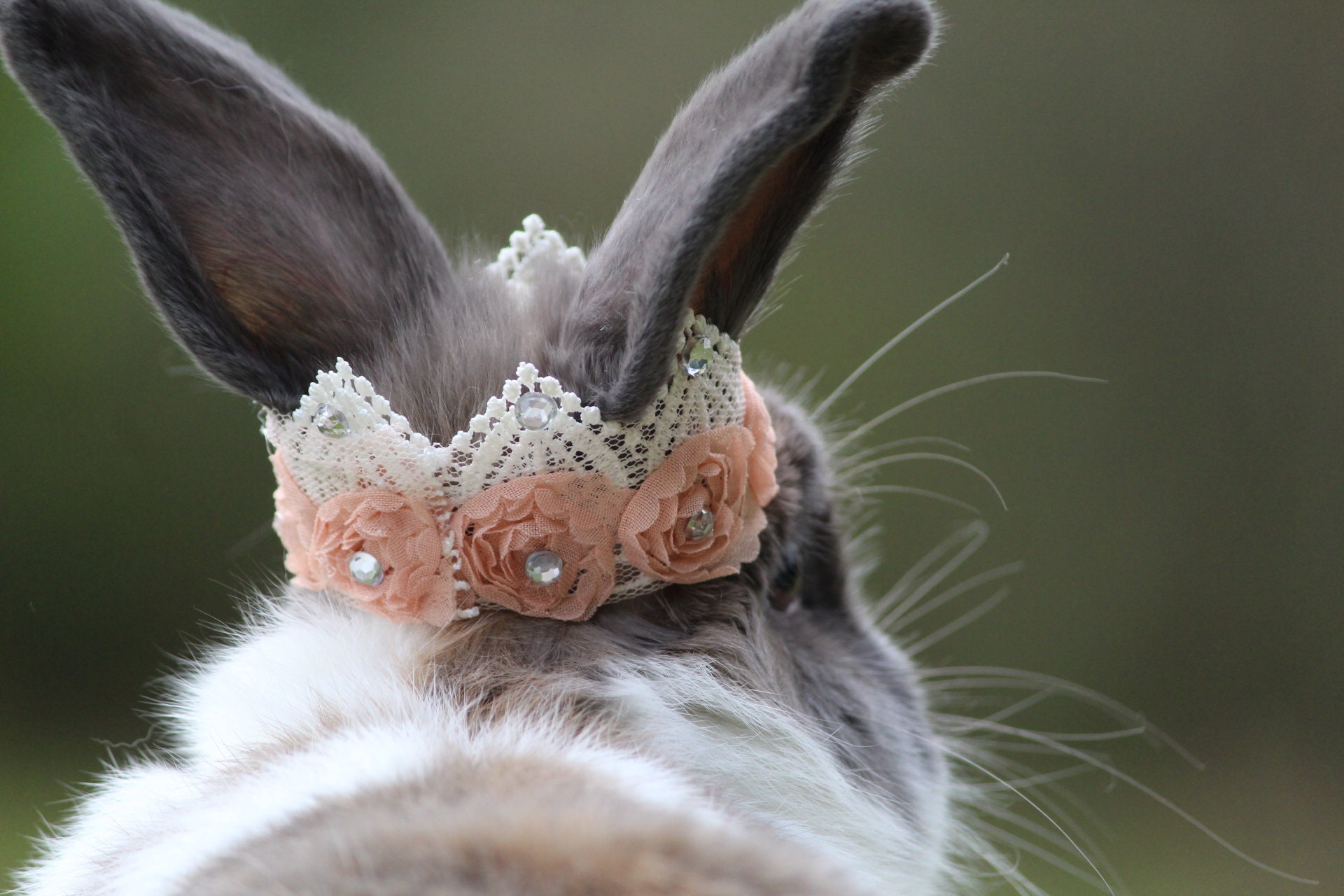 Elegant Crown for Bunny Multiple Colors Rabbit up Ear - Etsy