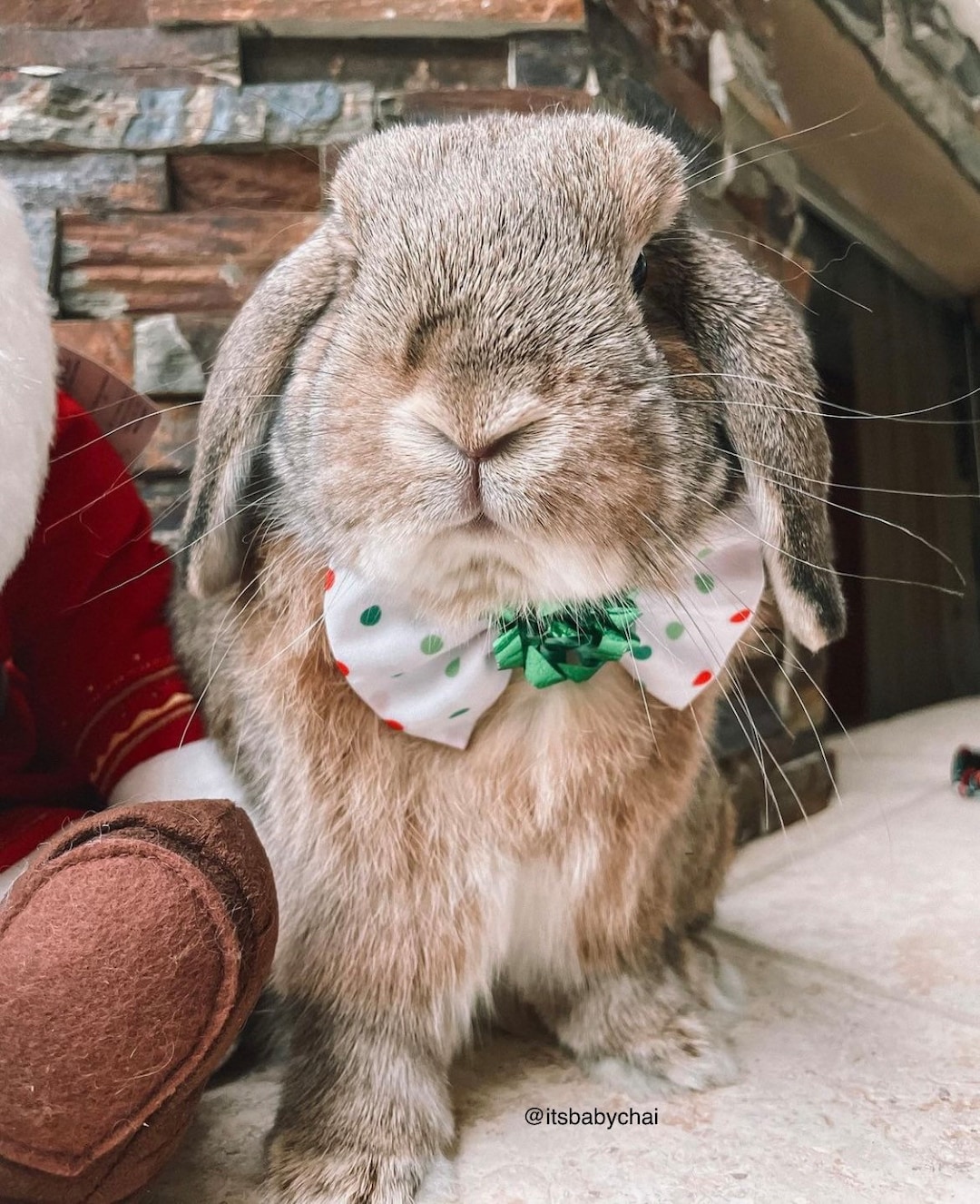 Merry Pet Bow for Rabbits, Dogs, Cats, Guinea Pigs, Bunny, Hedgehogs ...
