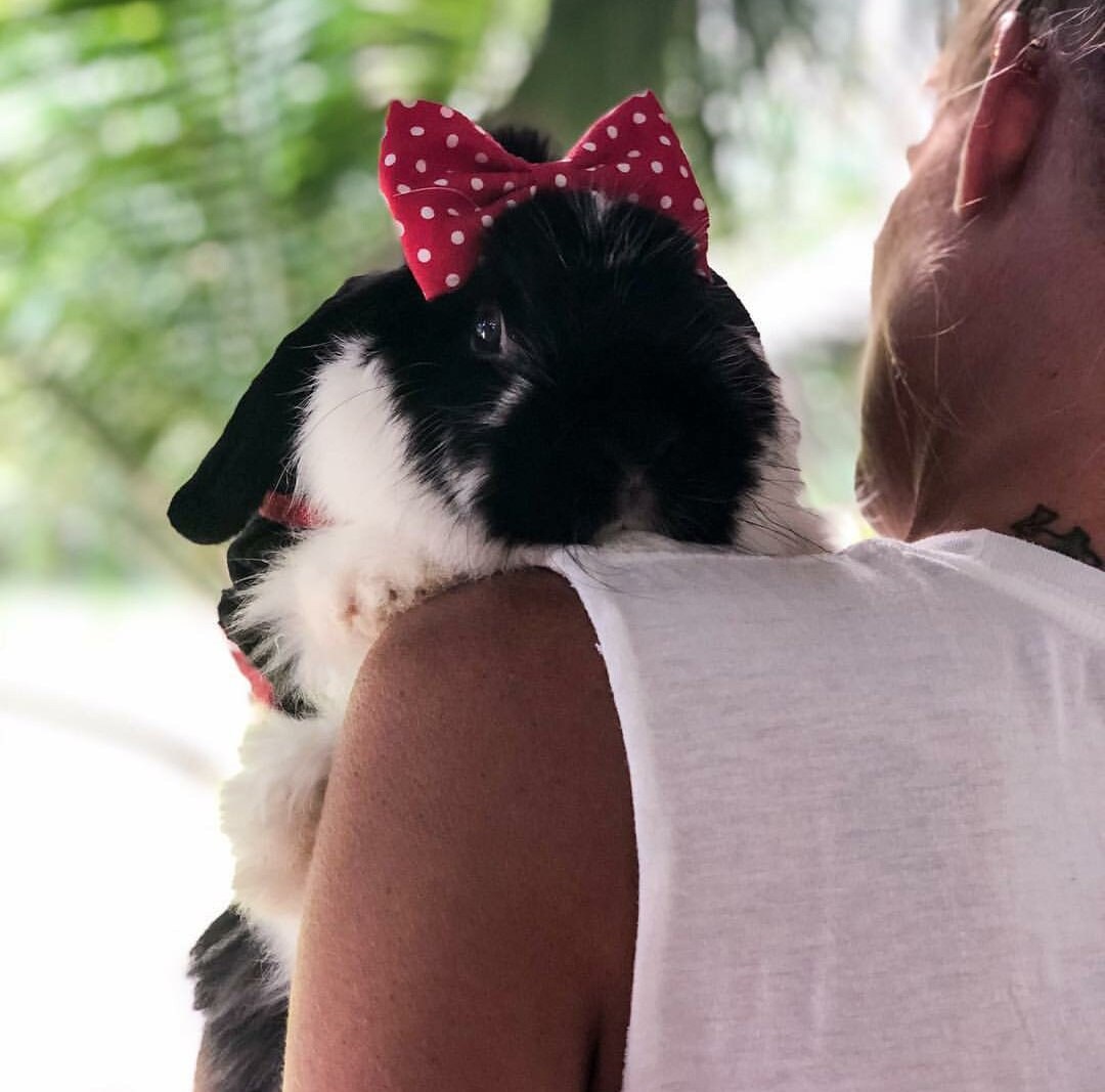 Poppin Pet Bow for Rabbits Dogs Cats Guinea Pigs | Etsy