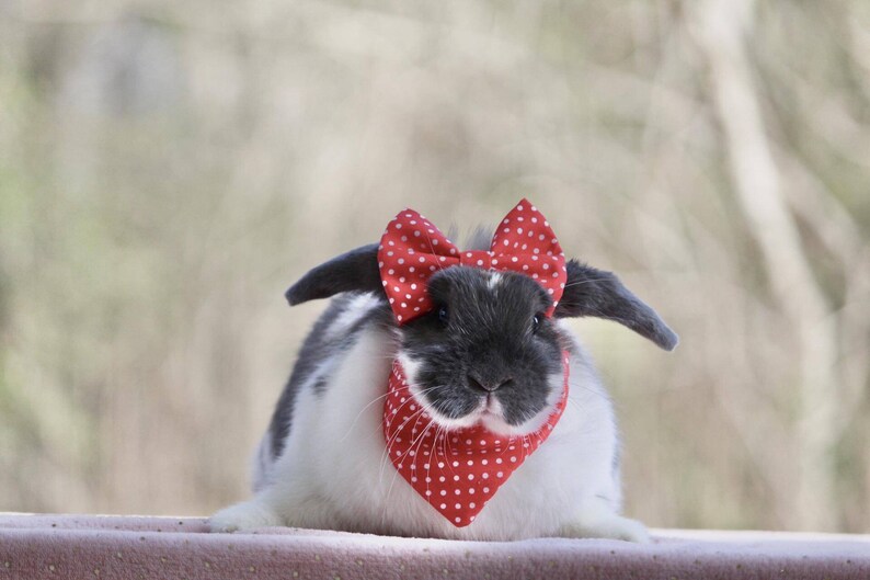 Poppin" Bundana for Rabbits, Dogs, Cats, Bunny & Small Pets. Valentine ...