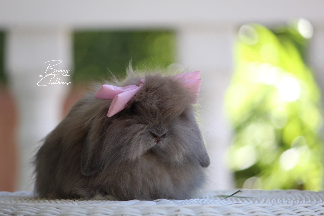 Pretty in Pink Knot Bow for Rabbits, Bunny, & Small Pets. - Etsy