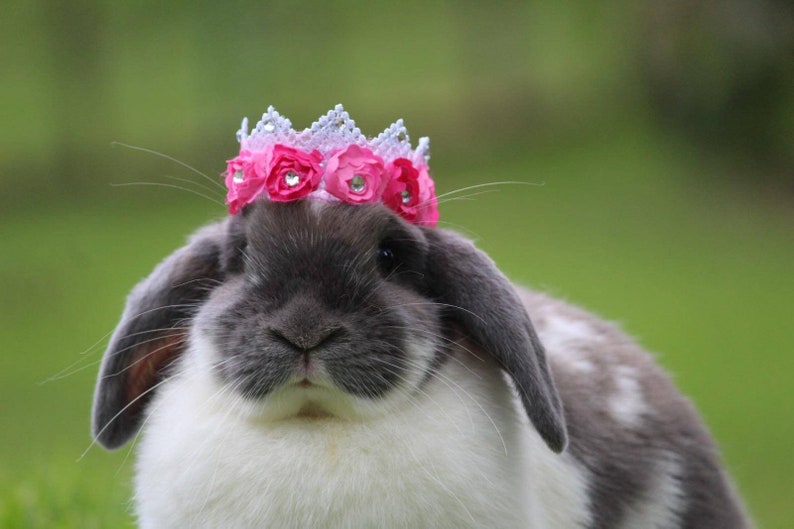 Elegant Crown for Bunny Multiple Colors Rabbit up Ear - Etsy