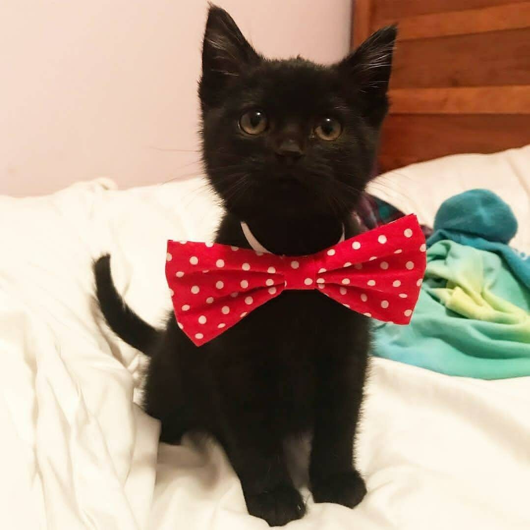 Poppin Pet Bow for Rabbits Dogs Cats Guinea Pigs - Etsy