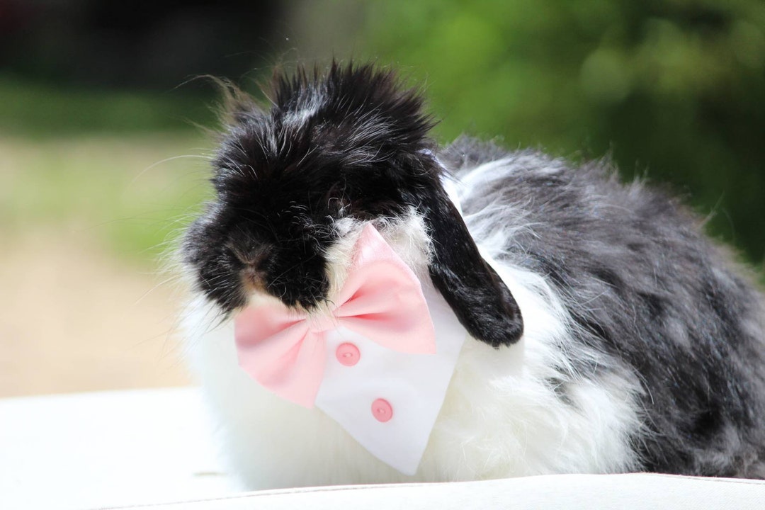 Pretty in Pink Tuxedo for Rabbits Cats Small Dogs Bunny & - Etsy