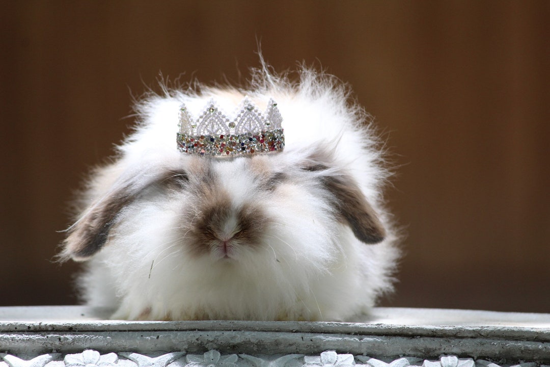 Vogue Crown for Bunny, Rabbit ; up Ear, Lop Ear ; Crown With Diamonds ...