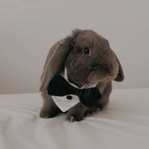 Tuxedo for Rabbits, Cats, Small Dogs, Bunny & Small Pets. Suit. Wedding ...