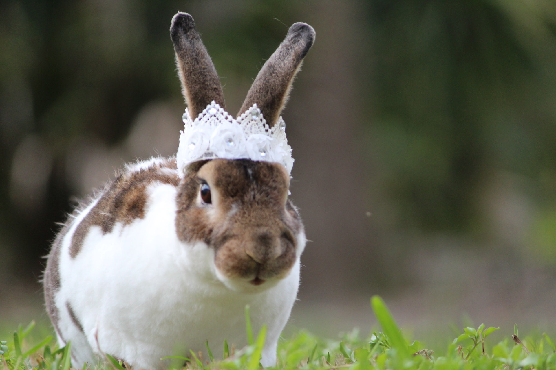 Elegant Crown for Bunny Multiple Colors Rabbit up Ear - Etsy