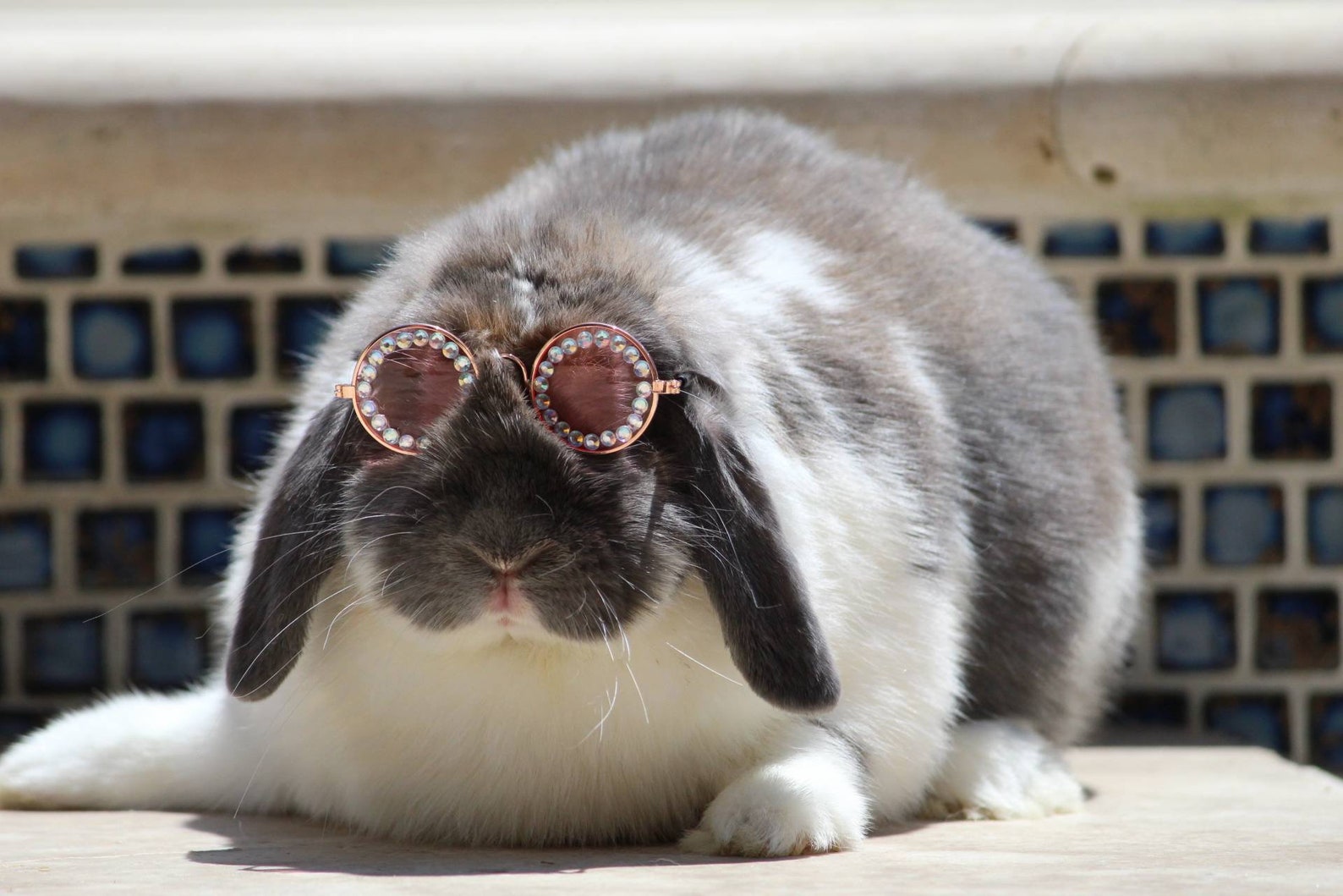 Pink Diamond Glasses for Rabbits Bunny Cats & Small - Etsy