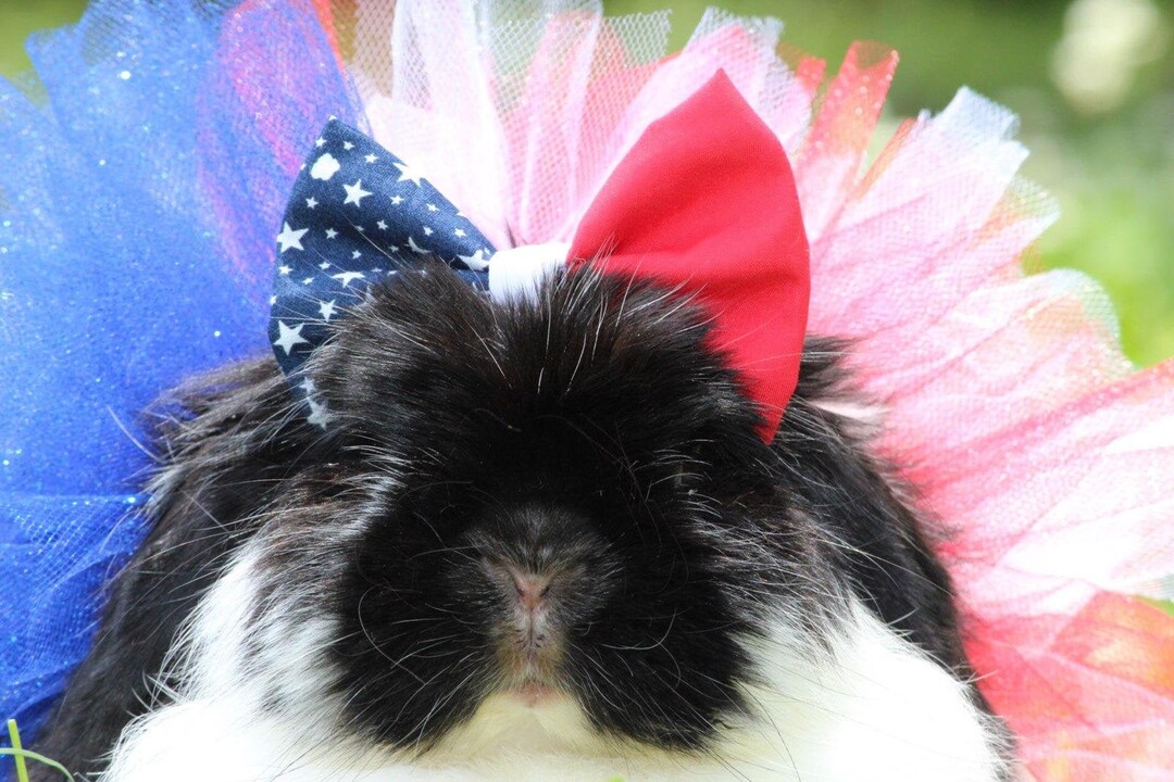 America Pet Bow for Rabbits, Dogs, Cats, Bunny & Small Pets. Usa. 4th ...