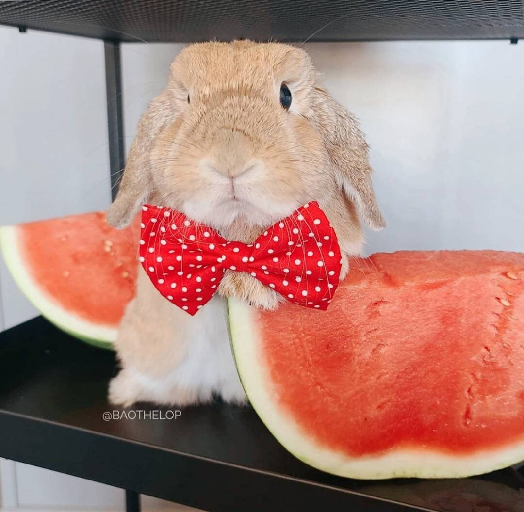 Poppin Pet Bow for Rabbits, Dogs, Cats, Guinea Pigs, Bunny, Hedgehogs ...