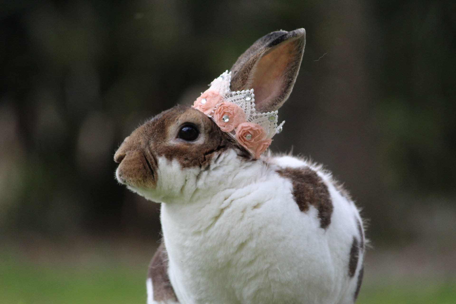 Elegant Crown for Bunny Multiple Colors Rabbit up Ear - Etsy