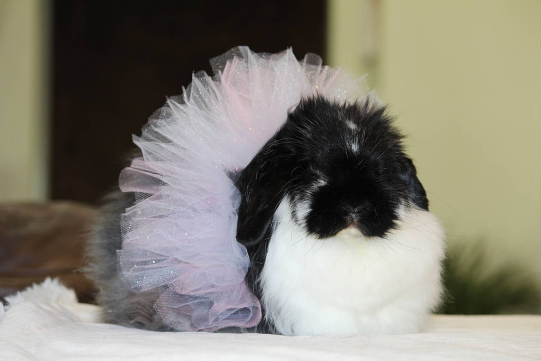 Princess Pet Tutu for Rabbits, Cats, Small Dogs, Bunny, Small Pet ...