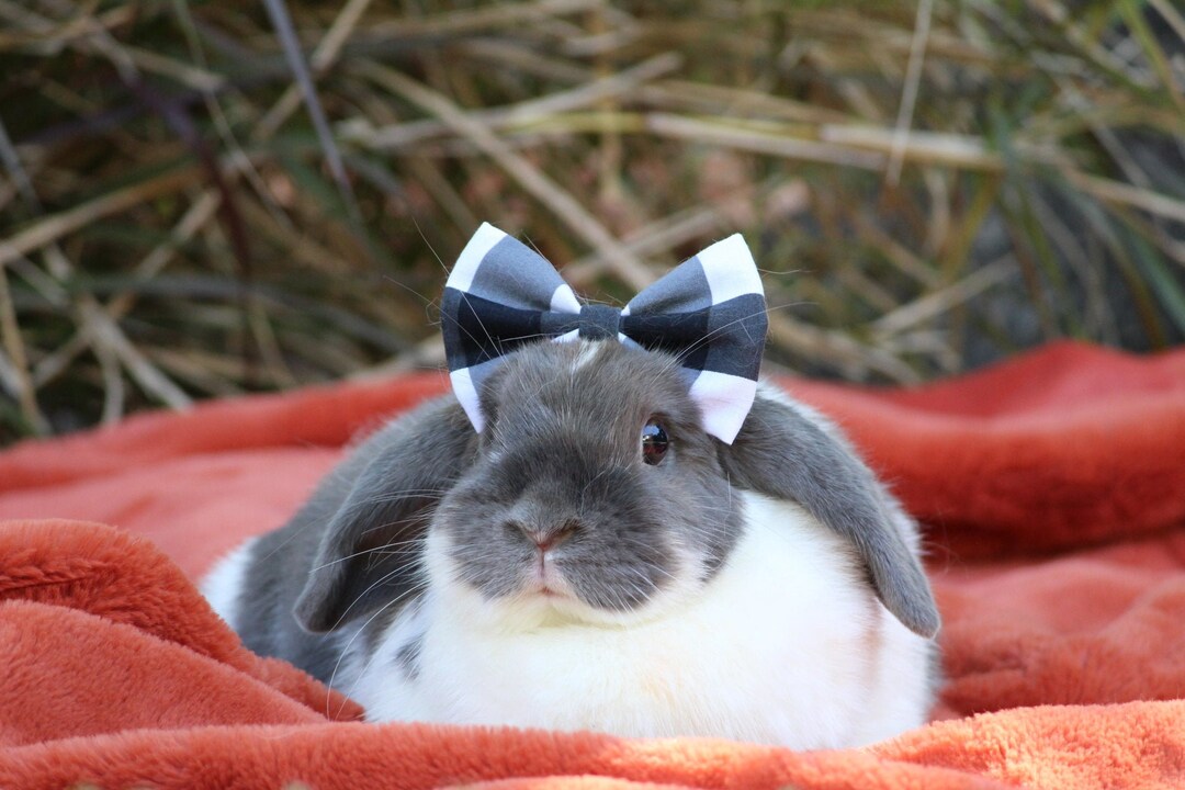 Flannel” Pet Bow for Rabbits, Dogs, Cats, Guinea Pigs, Bunny, Hedgehogs ...