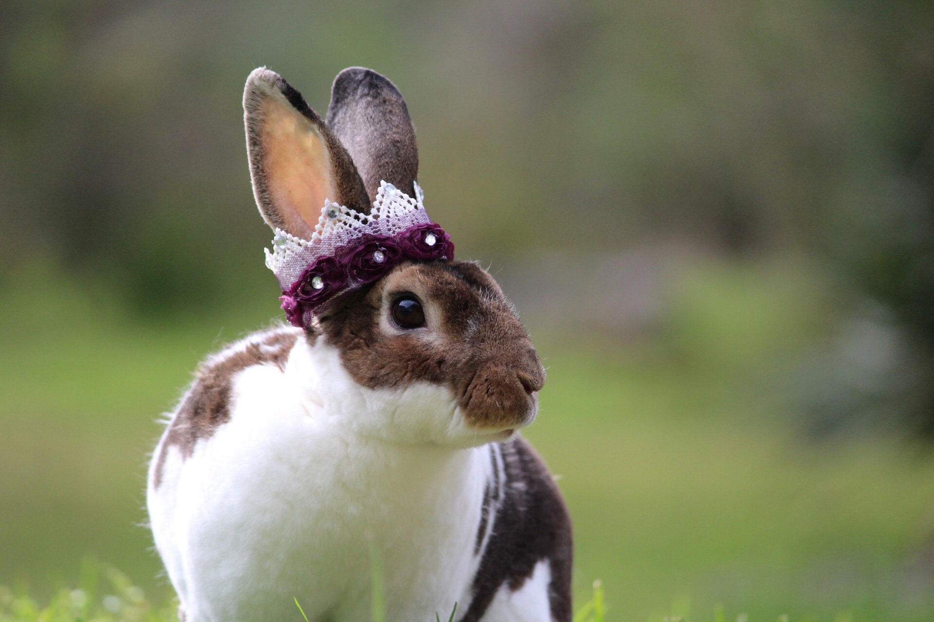 Elegant Crown for Bunny Multiple Colors Rabbit up Ear - Etsy