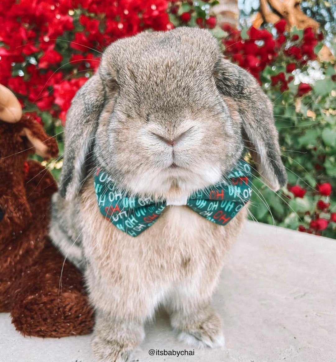 Hohoho " Pet Bow for Rabbits, Dogs, Cats, Guinea Pigs, Bunny, Hedgehogs ...